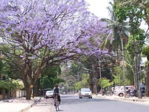 11 Stunning Spring Blooms Around The World | View Traveling
