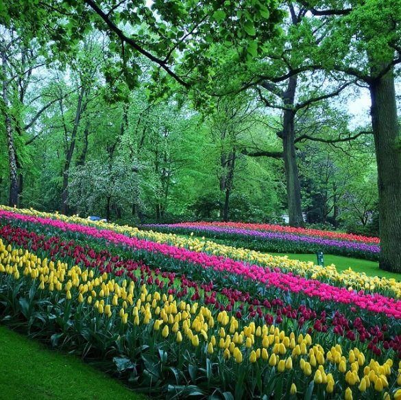 11 Stunning Spring Blooms Around The World | View Traveling