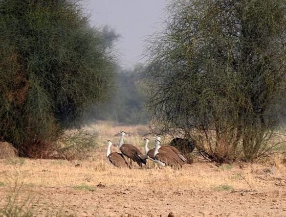 Where To Spot The Great Indian Bustard? | View Traveling